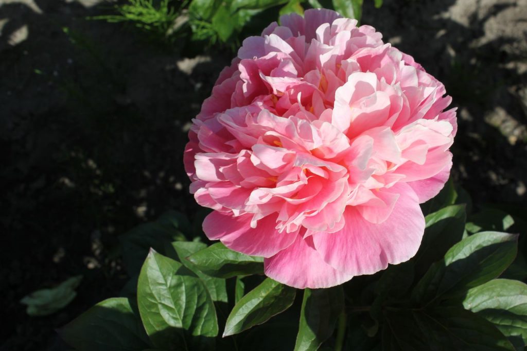 A Perfect Circle - Future Peonies