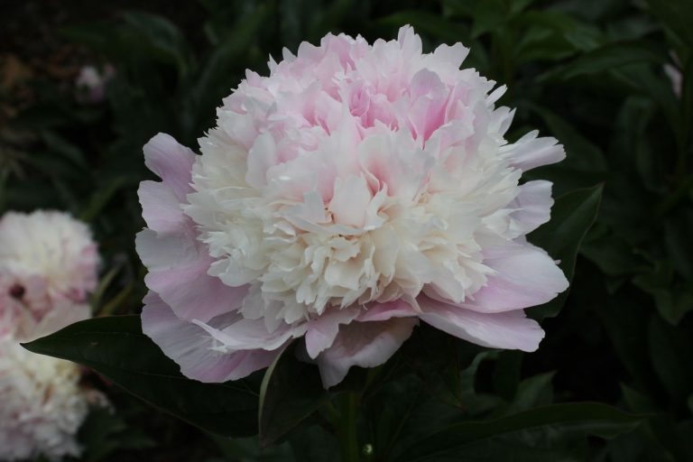 Kadango - Future Peonies