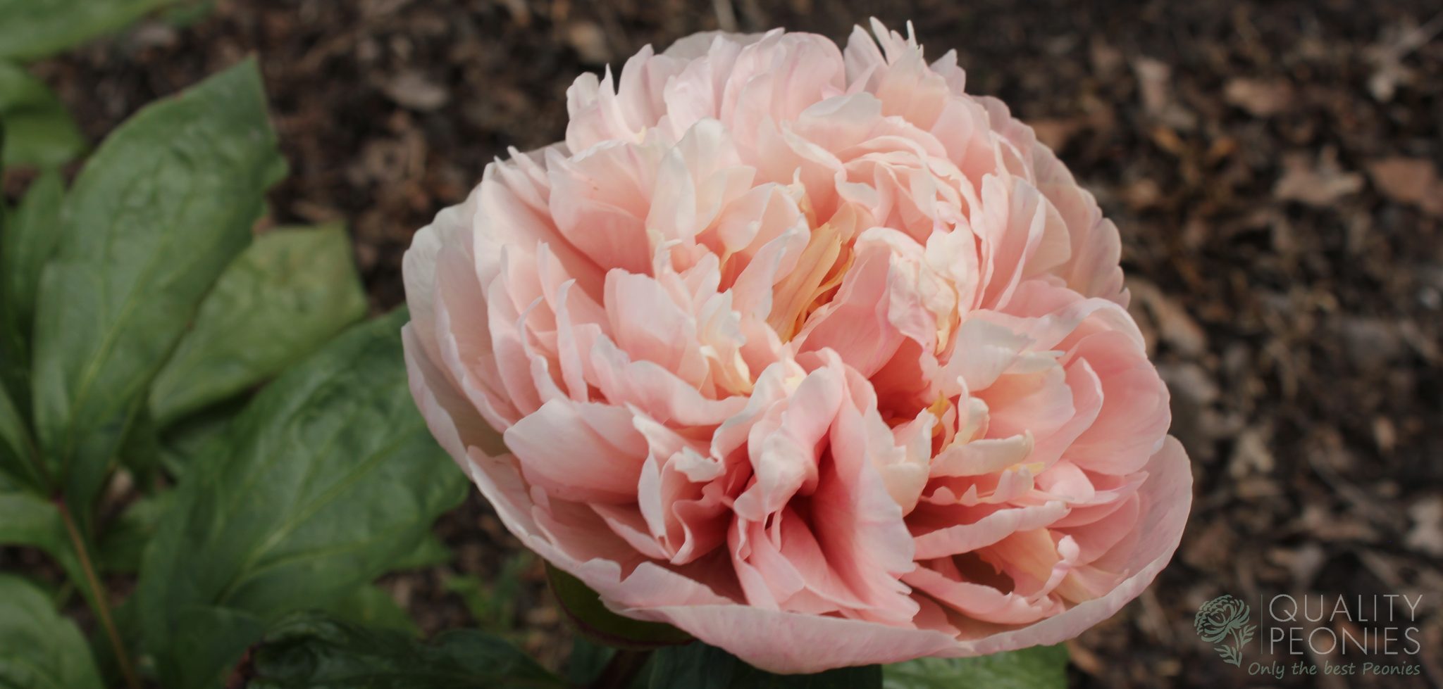 News - Future Peonies
