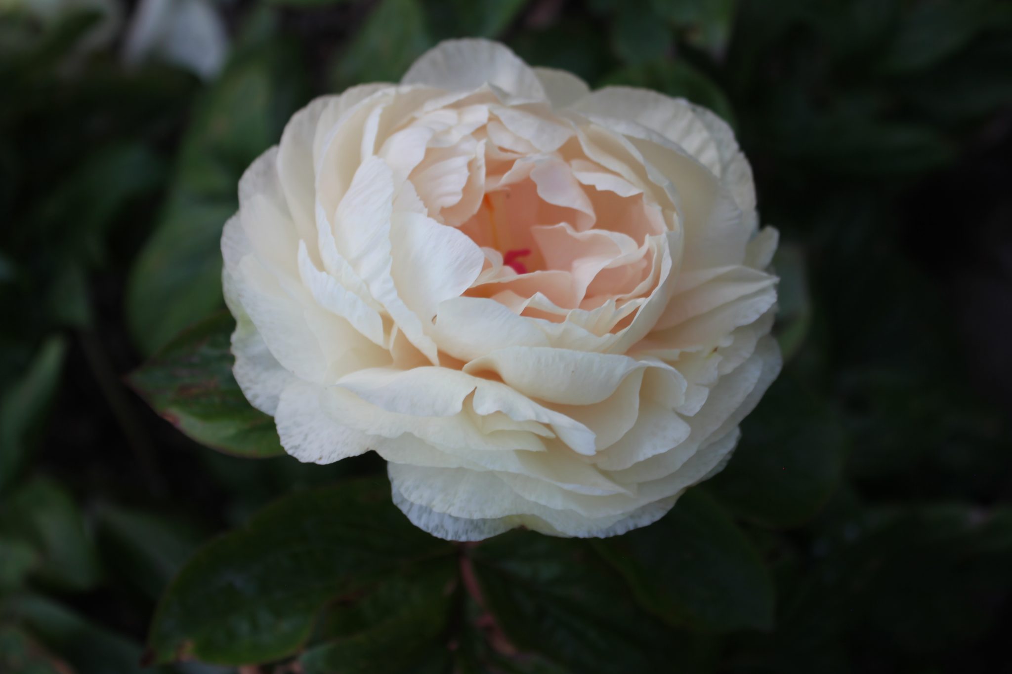 Bon Ton - Future Peonies