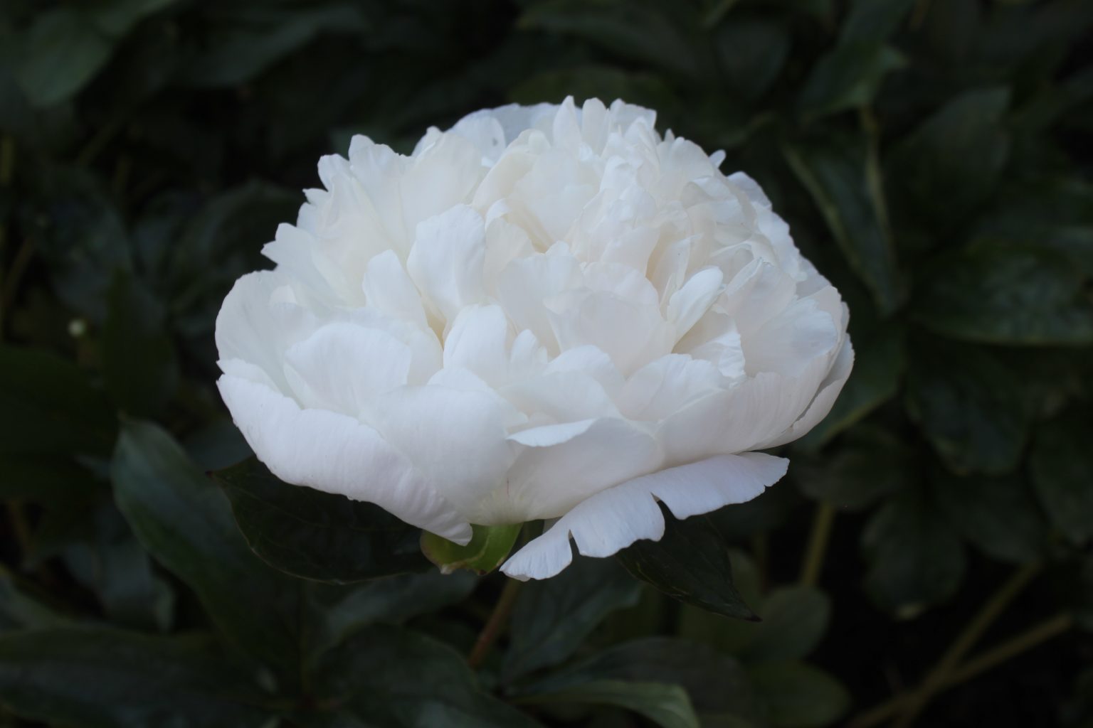 All Joy - Future Peonies